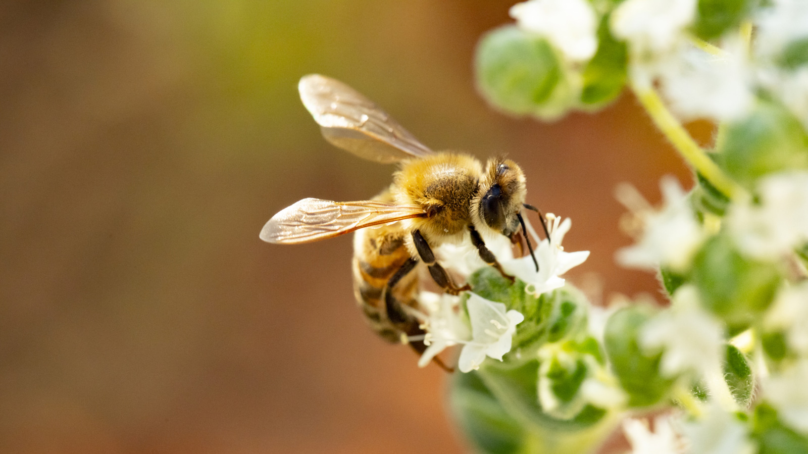 Not Thyme: There's Another Summer-Blooming Herb Pollinators Love