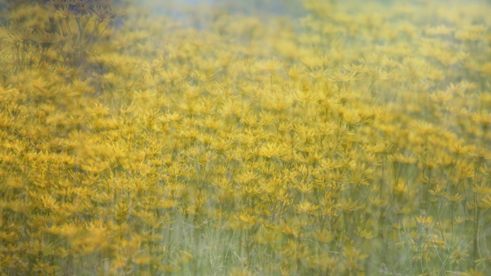 One Of The Lesser-Known Garden Plants Thats Flowers Bloom Year Round