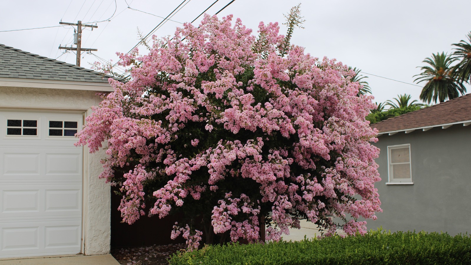 One Reason Your Crepe Myrtle Tree Isn't Flowering (& Tips To Fix It)
