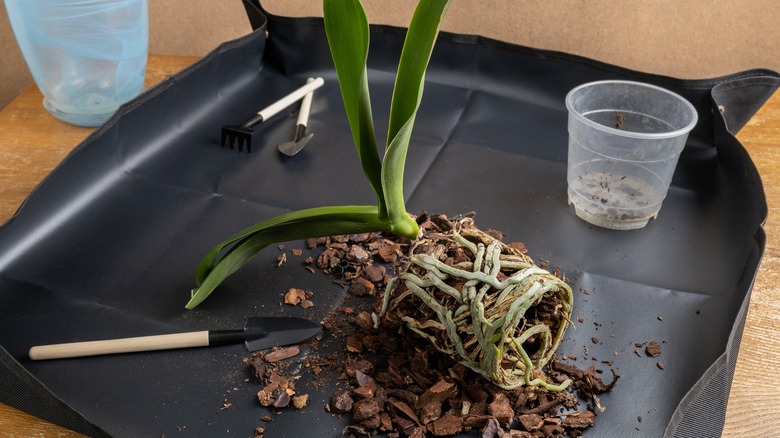 Orchids Can Be Finicky Plants But Here's How To Correctly Repot Them Orchids Can Be Finicky Plants But Here's How To Correctly Repot Them