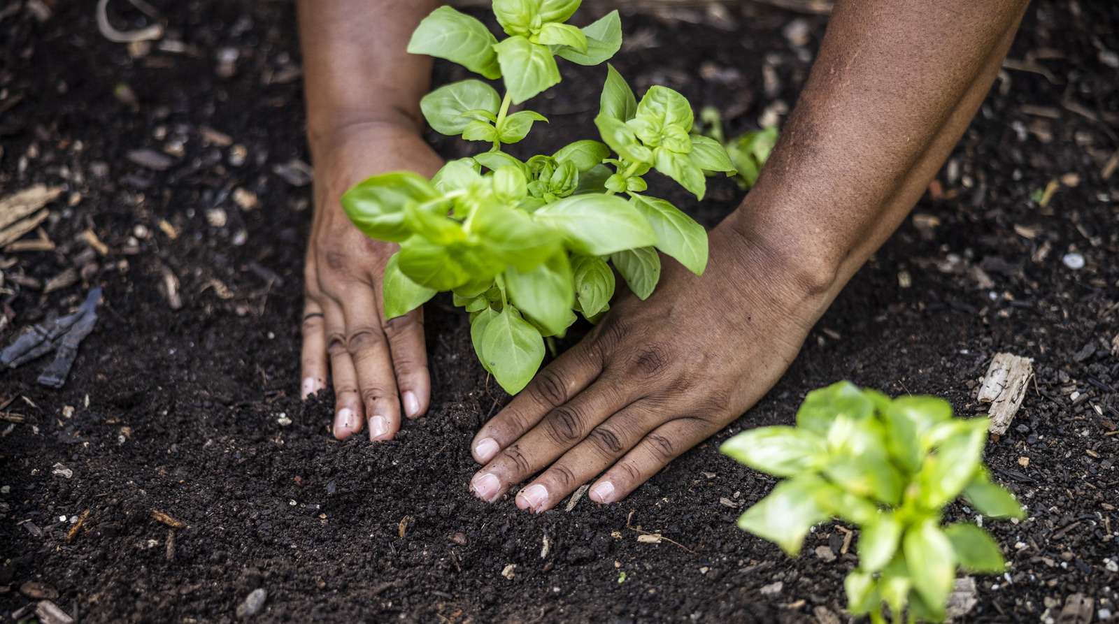 Organic And Non-Organic Seeds: The Key Differences Every Gardener ... Organic And Non-Organic Seeds: The Key Differences Every Gardener ...