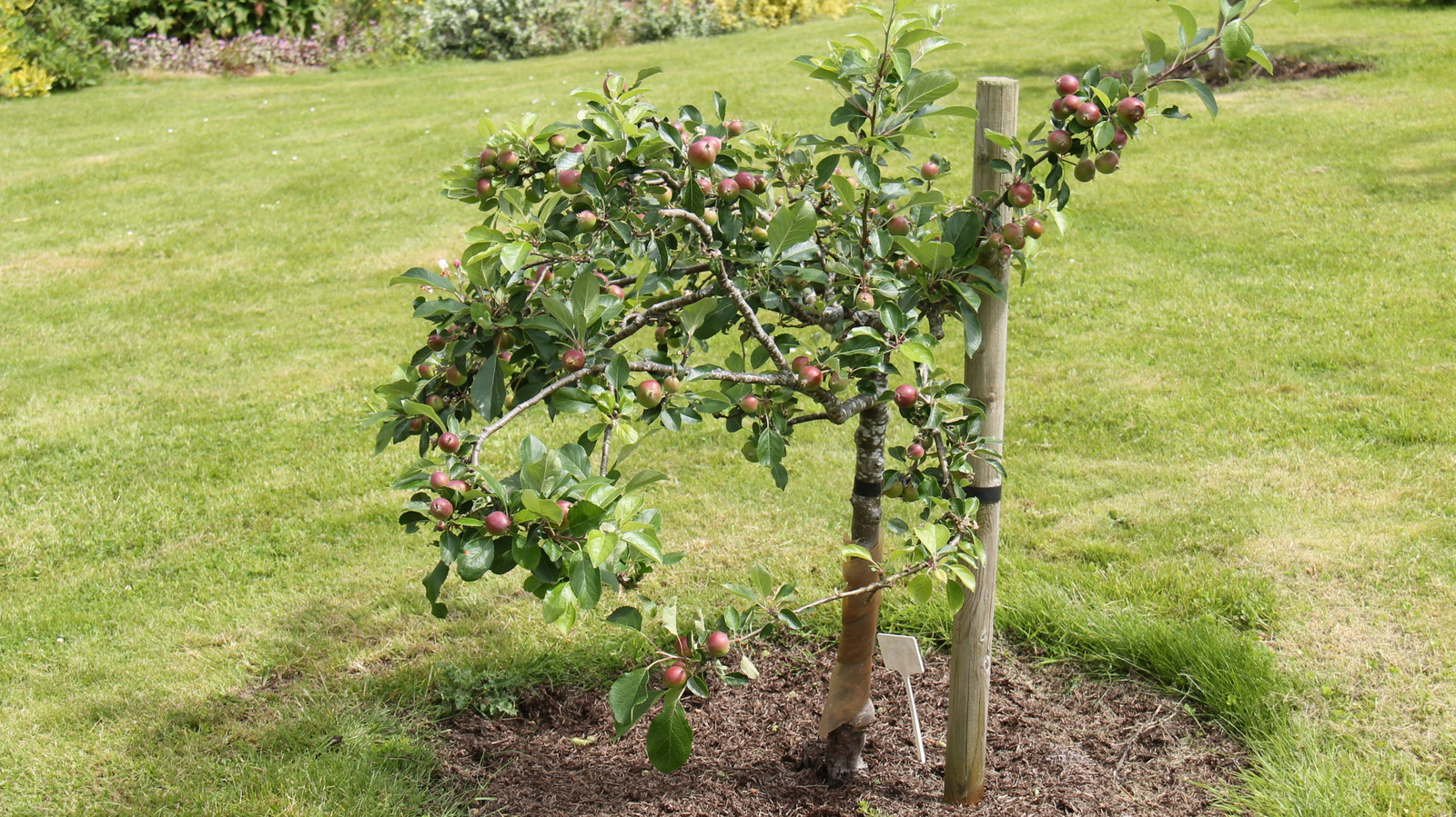 Our Expert Gardener Answers How A Dwarf Apple Tree Compares To Standard ...