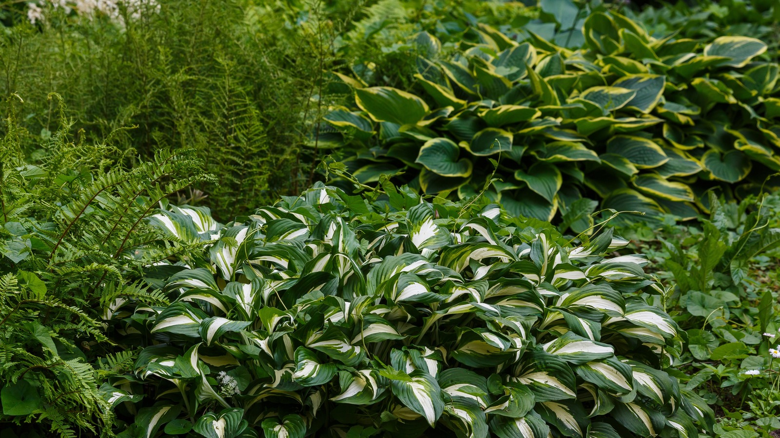Our Hosta Expert Tells Us Which Variegated Varieties Will Light Up Your ...