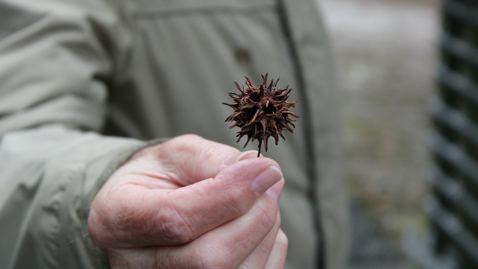 Our Master Gardener Shows Clever Ways To Use Sweetgum Balls In Your ...
