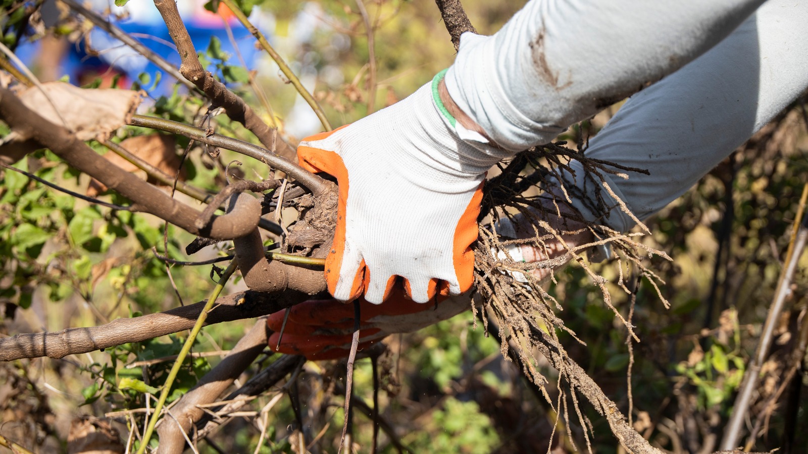 Our Master Gardener's Tips For Dealing With Unwanted Bushes That Keep ...