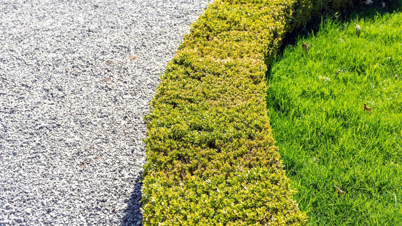 Pea Gravel Vs Grass: Which Is The Better Buy For A Luxe Backyard Design?