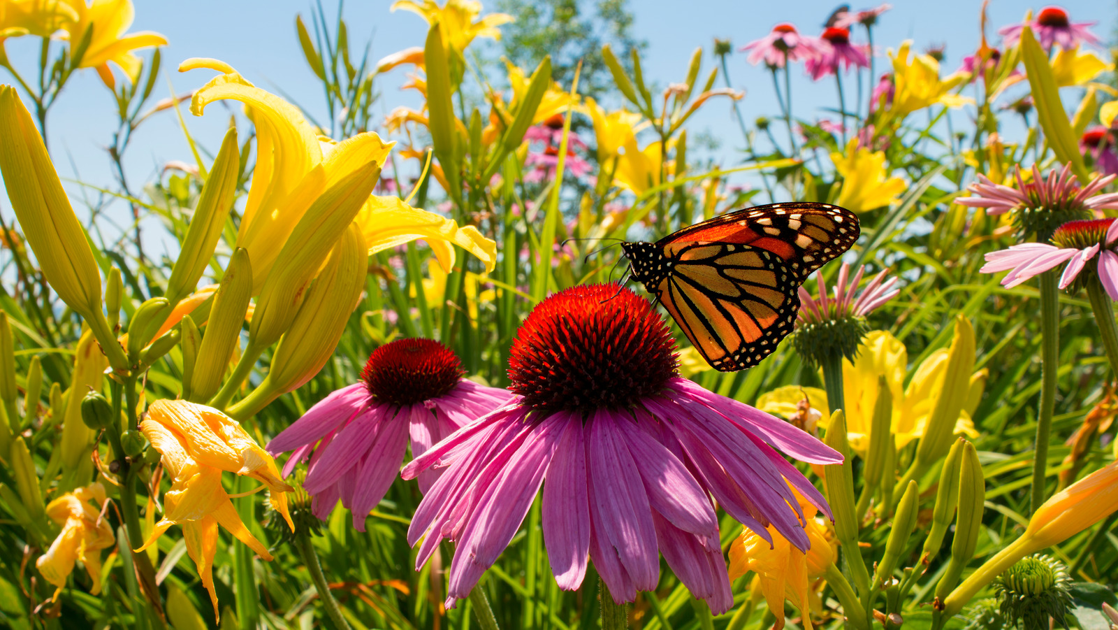 15 Perennial Plants Perfect For Your Garden 15 Perennial Plants Perfect For Your Garden