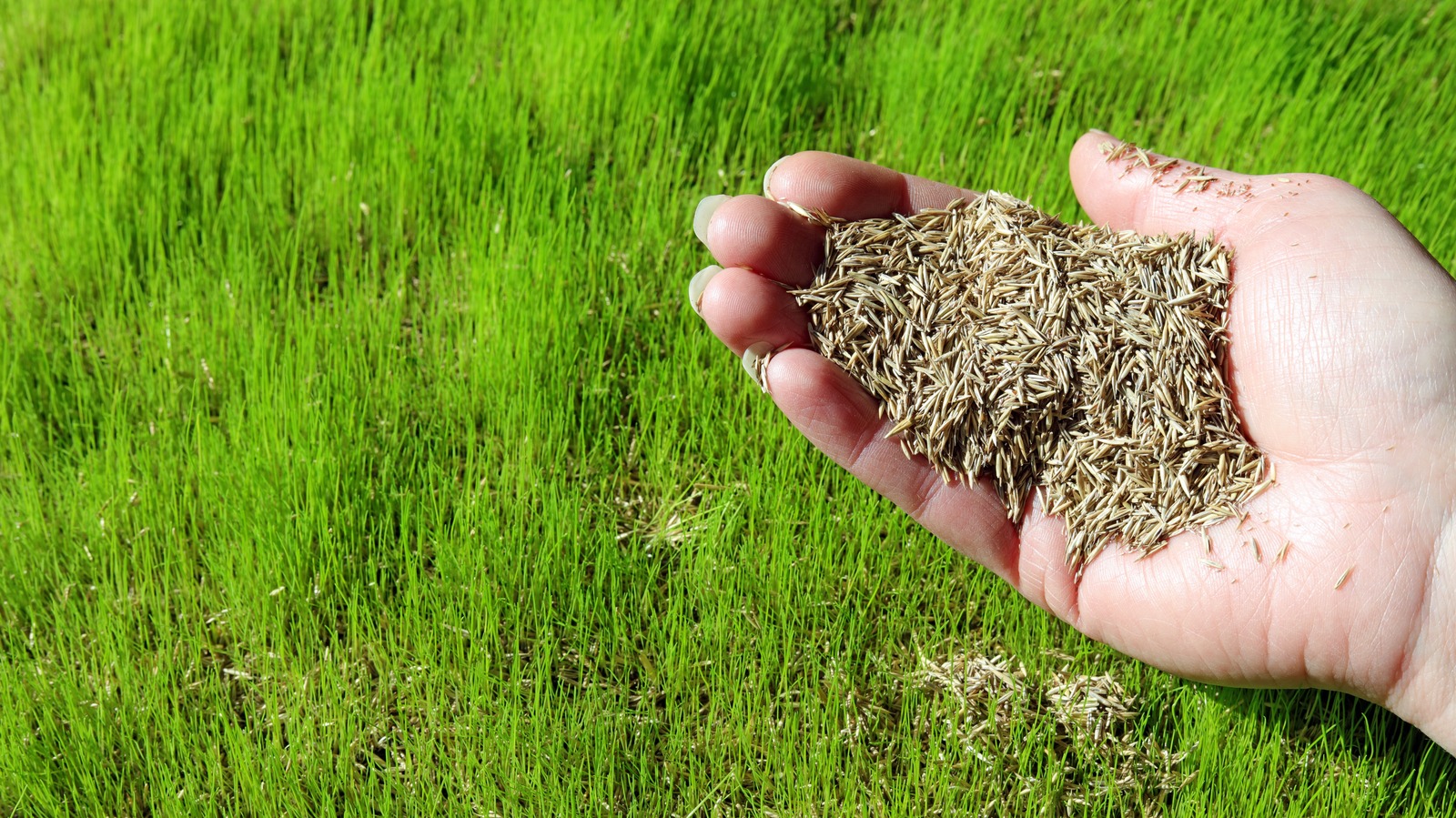 Perennial Ryegrass Seed Alternatives That Germinate Quickly For A Lush Lawn