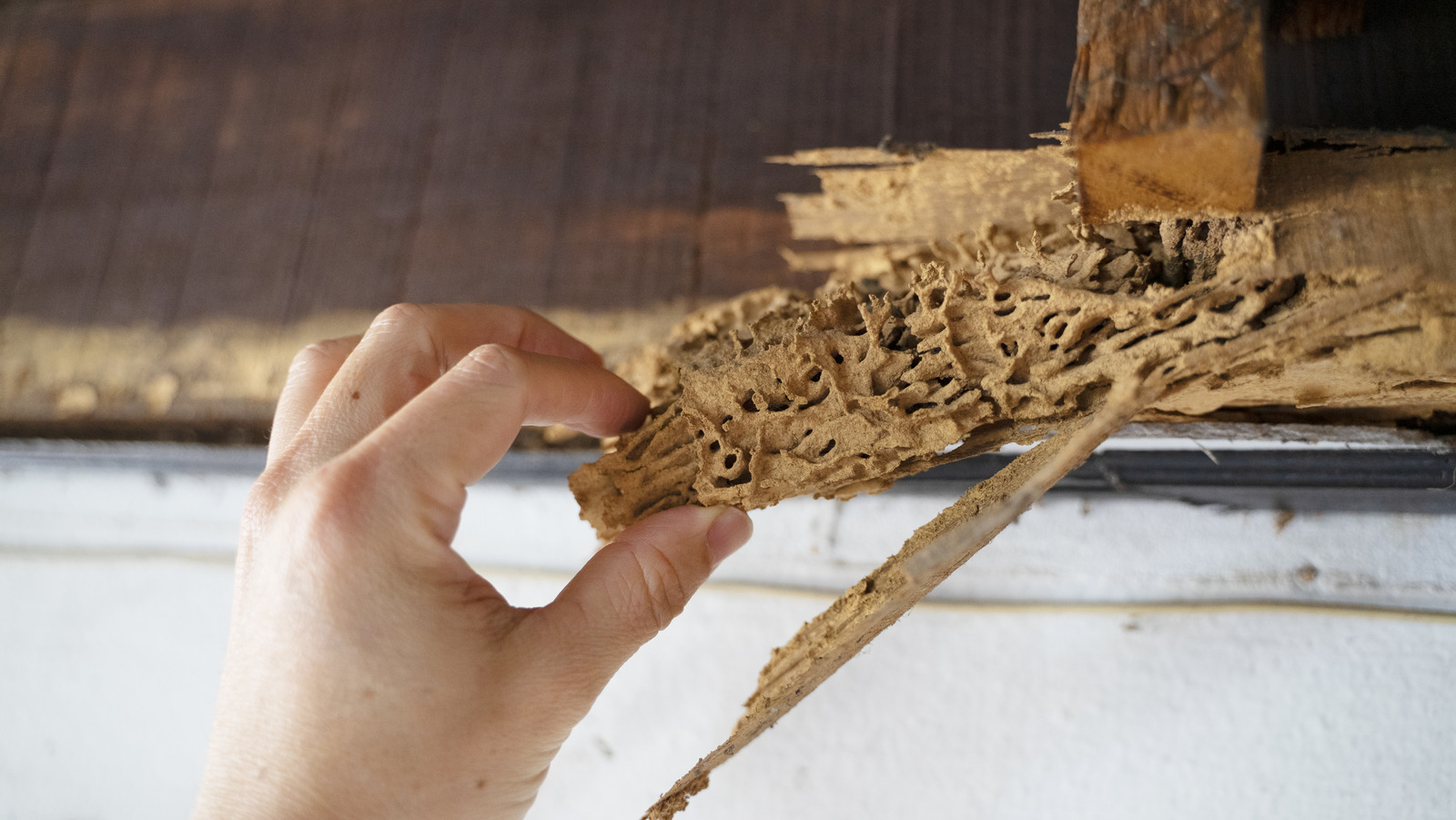 Pests That Will Do By Far The Most Damage To Your Household