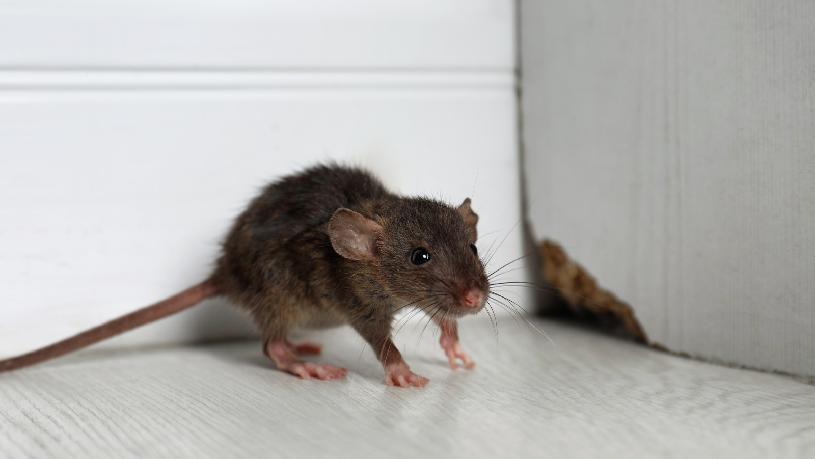 Pests You Don't Want To Find Hiding In The Walls Of Your Home