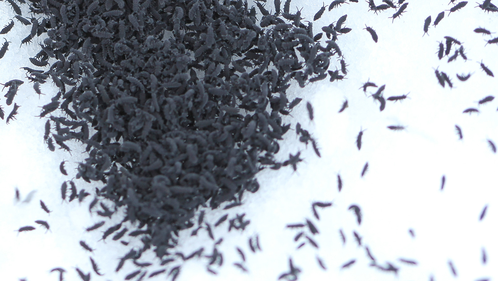 Places Where Snow Fleas Are Hiding In Your Home