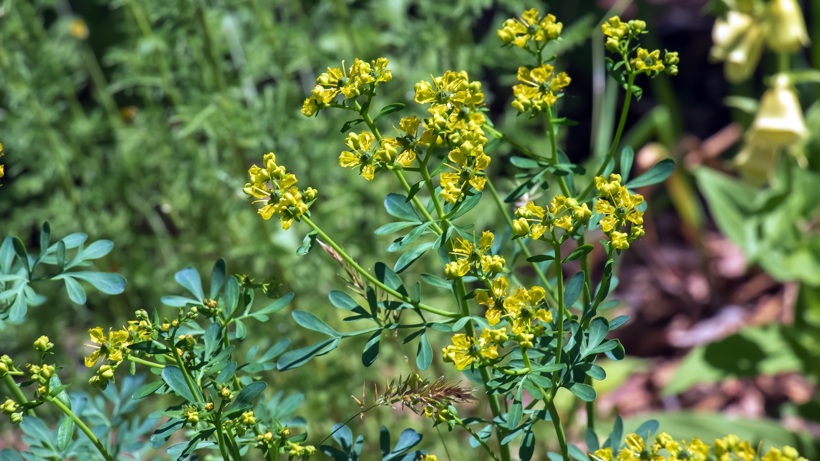 Plant Rue In The Garden To Attract These Stunning Varieties Of Butterflies