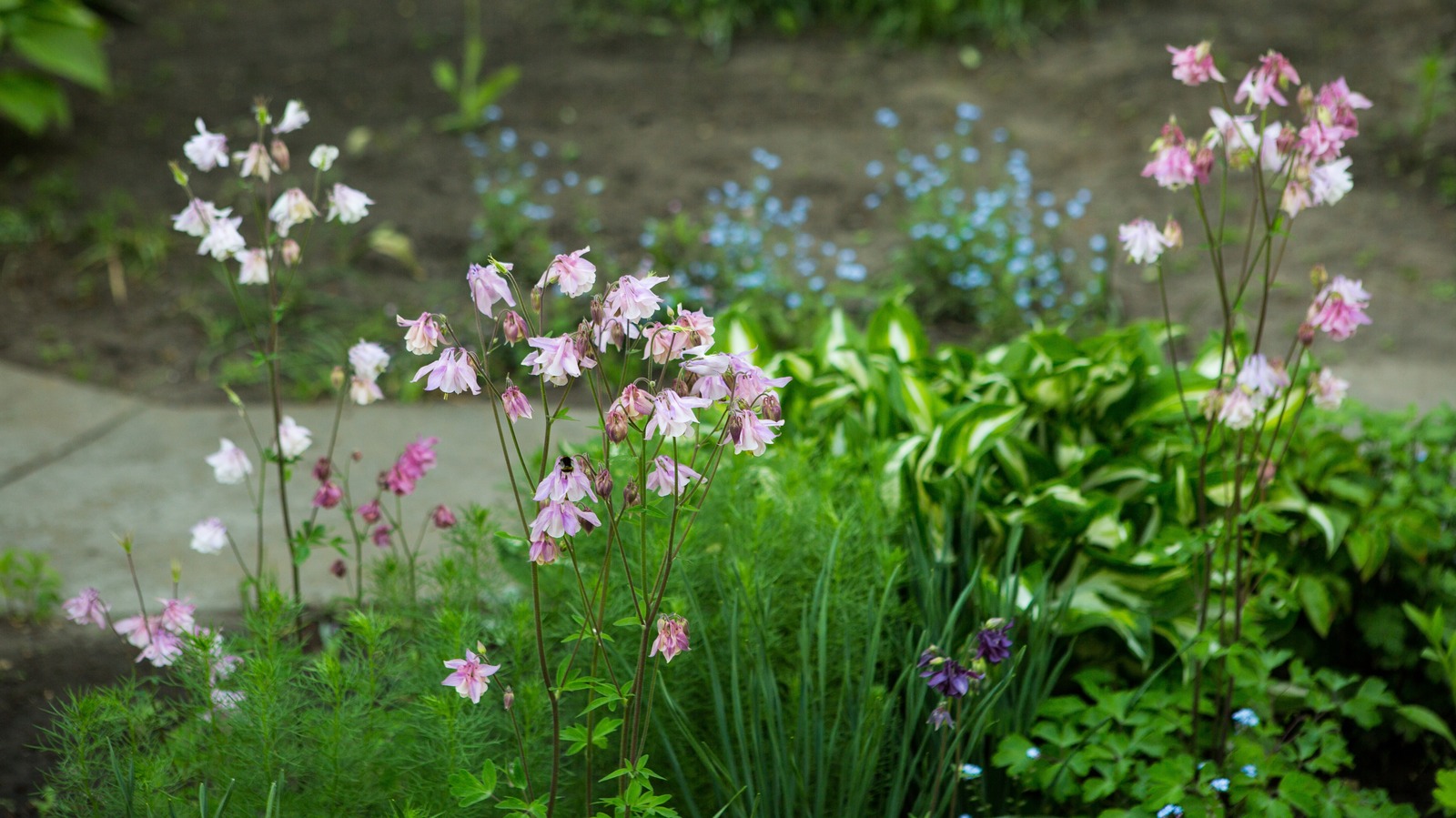 Plant These Spring-Blooming Perennials Near Your Bulbs For Non-Stop ...