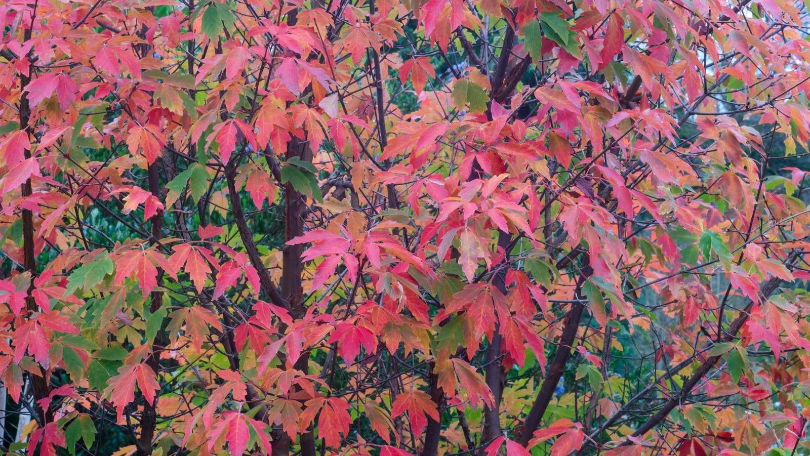 This Maple Tree Can Beautify Your Yard Year-Round