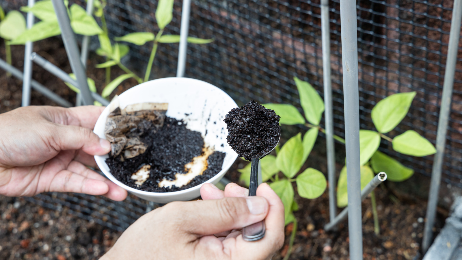 Plants In Your Home And Garden That Don't Like Coffee Grounds As Fertilizer