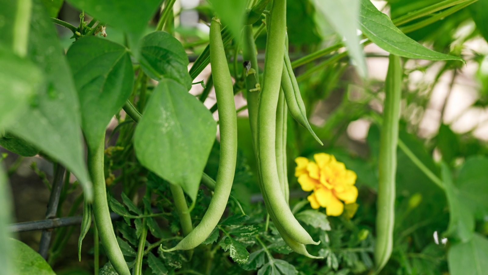 Plants & Veggies That Will Thrive Alongside Green Beans In The Garden