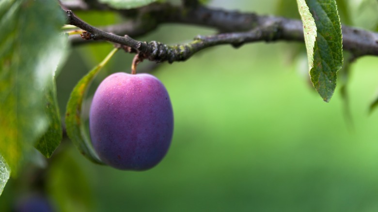 Plum Tree: Everything You Should Know Before Planting