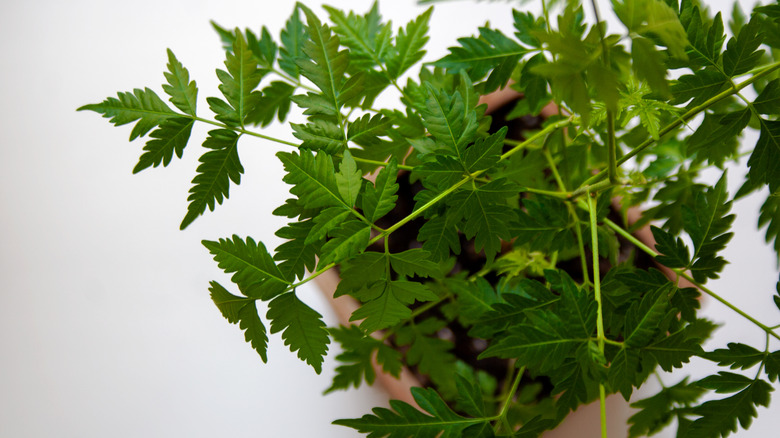 Plum Tree Everything You Should Know Before Planting