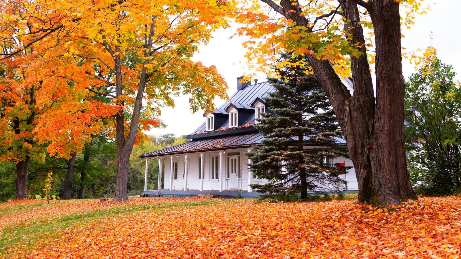 Poplar Tree House Designs