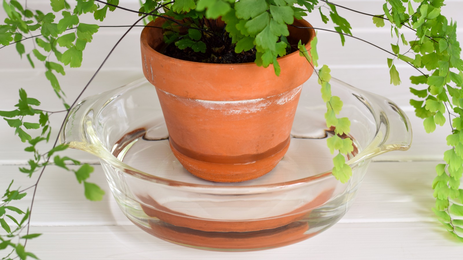 Pot Soaking Is The Ultimate Way To Give Your Indoor Plants A Boost With ...