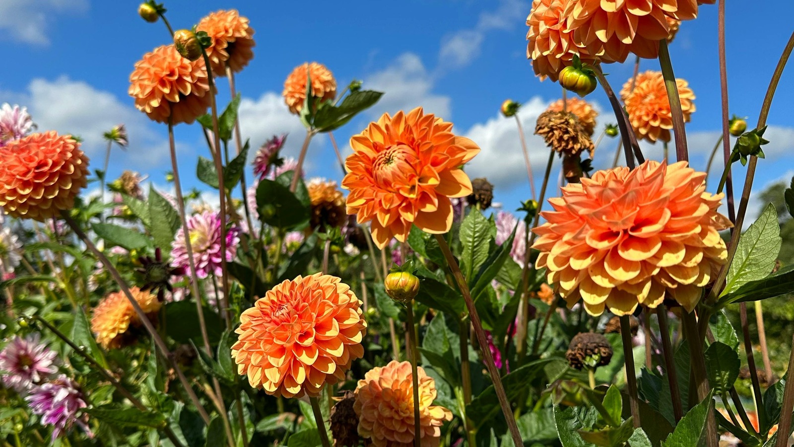 Simple Staking Methods To Prevent Dahlia Flowers From Drooping