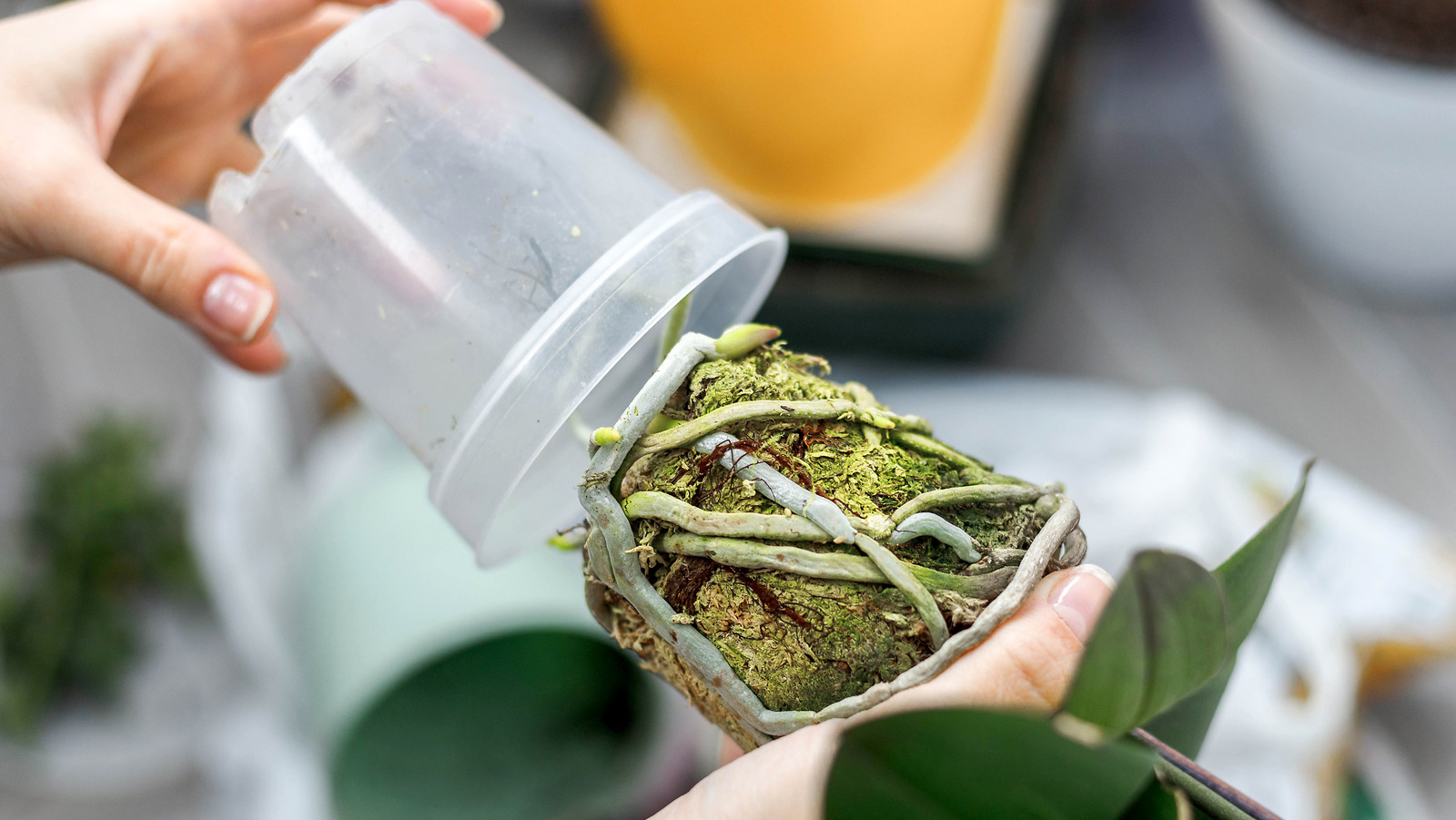 The Benefits Of Using See-Through Plant Pots