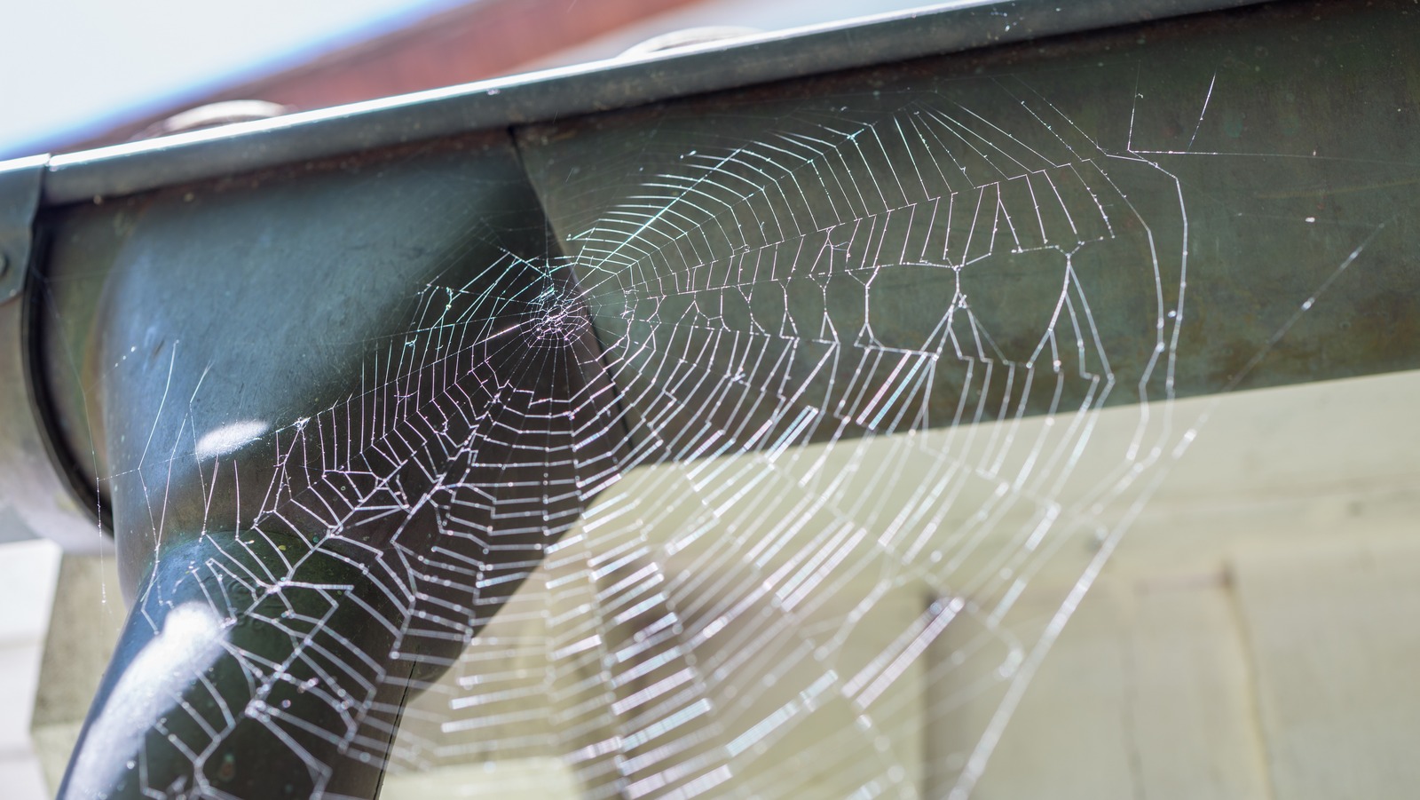 Prevent Spiders From Invading Your Home With A Popular And Powerful ...