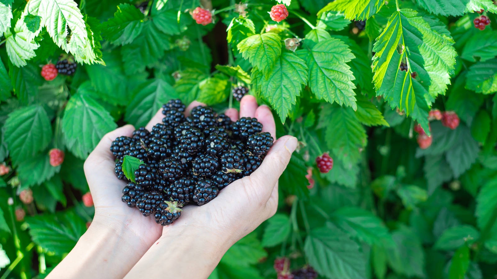 Pros And Cons Of Growing Berries In Your Garden, And Which Are Easiest ...