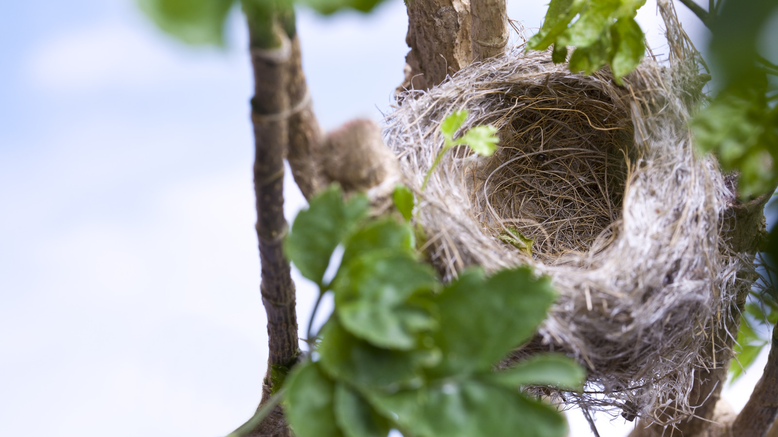 Grow A Golden Chain Tree To Attract Beautiful Birds To Your Yard