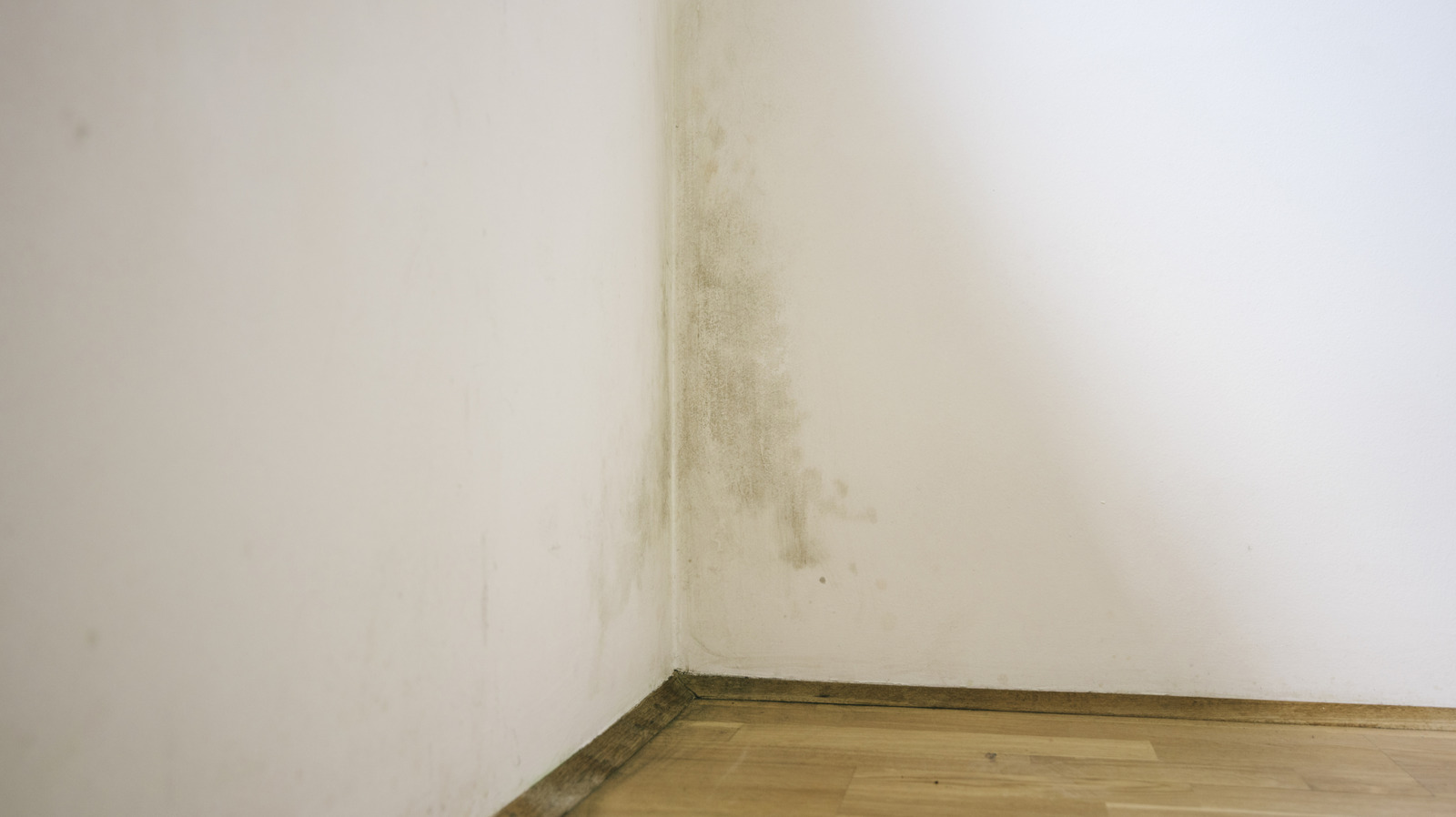 Quick And Effective Solutions To Tackle Damp Walls After It Rains