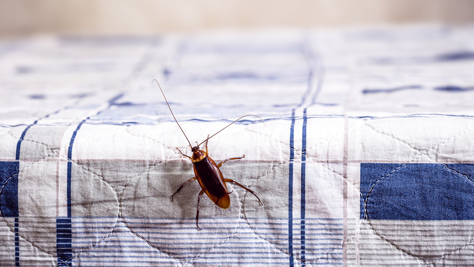 Tips To Know Before Using Diy Roach Killer Traps Around Your Home