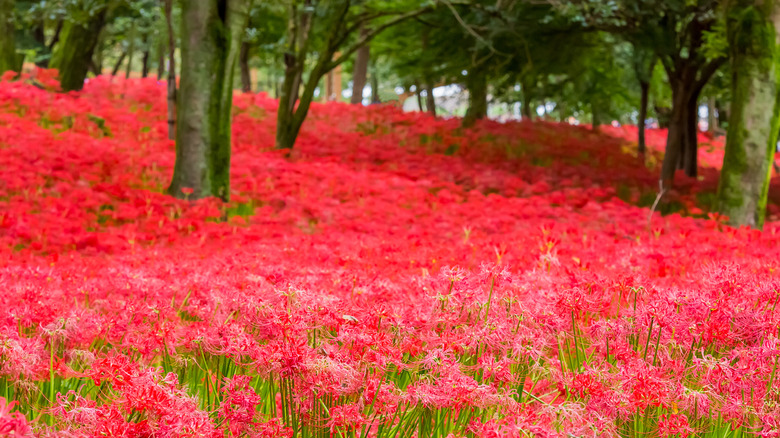 Red Spider Lily: Everything You Should Know Before Planting