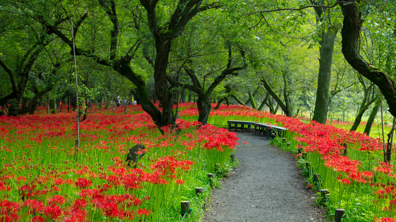 Red Spider Lily: Everything You Should Know Before Planting