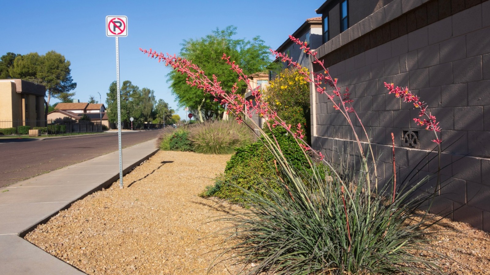 Red Yucca Look-Alike Plants That Also Attract Hummingbirds