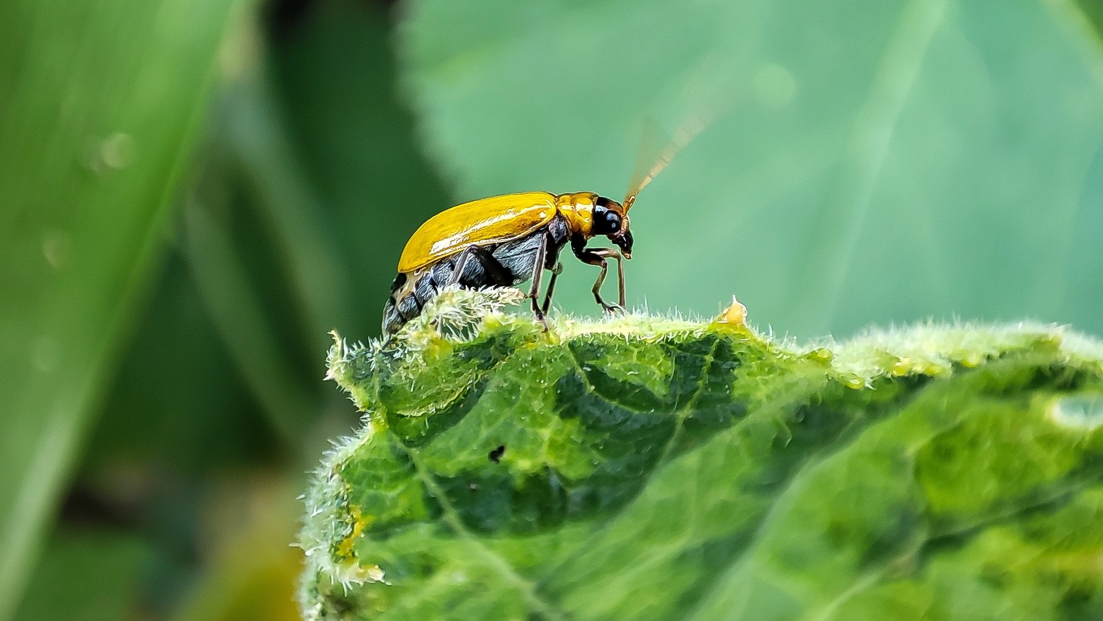 Repel Squash Bugs From Your Garden With A Fresh-Smelling Herb That's ...