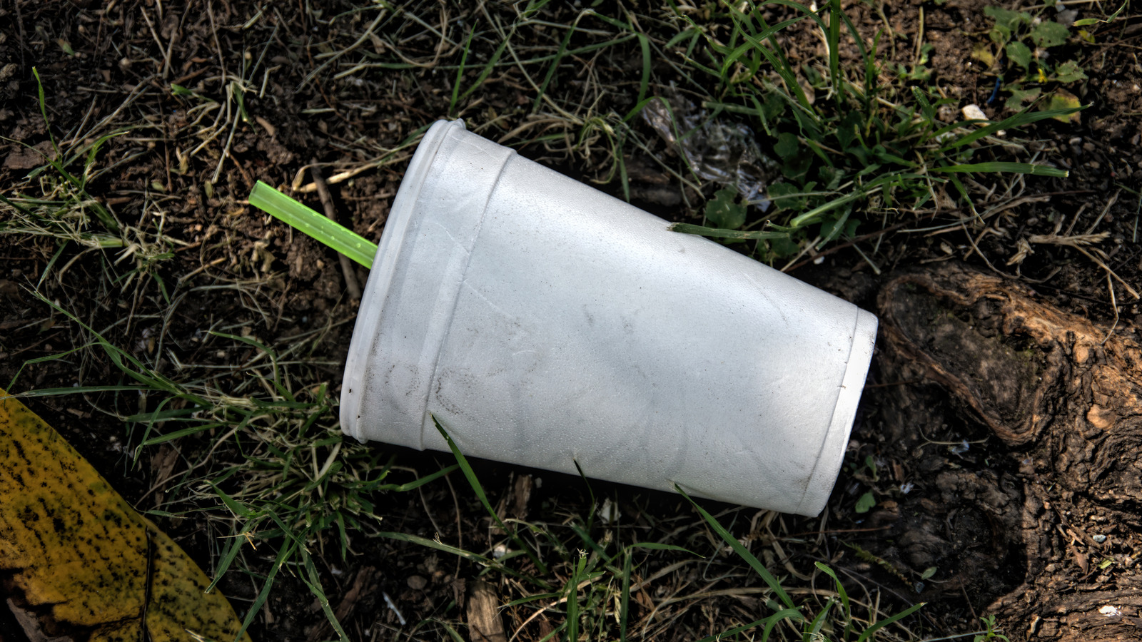Reuse Styrofoam Cups As A Simple Seedling Starter