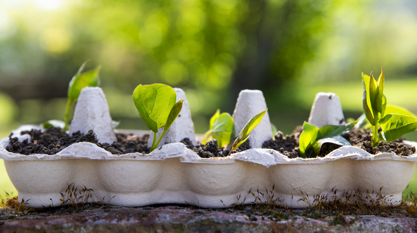 Reuse These Empty Food Containers As Perfect DIY Seed Starters