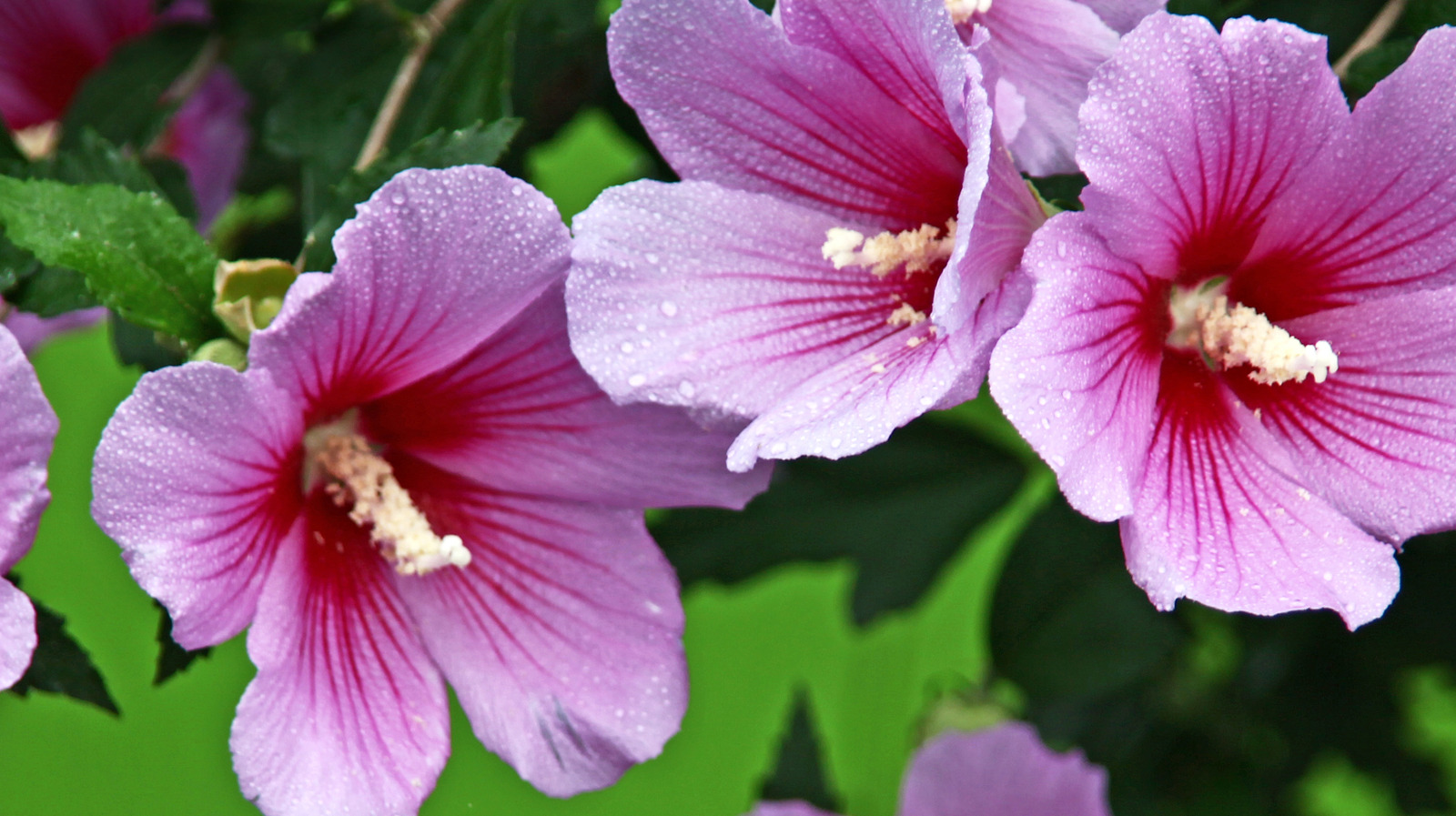 Rose Of Sharon Everything You Should Know Before Planting Rose Of Sharon Everything You Should Know Before Planting