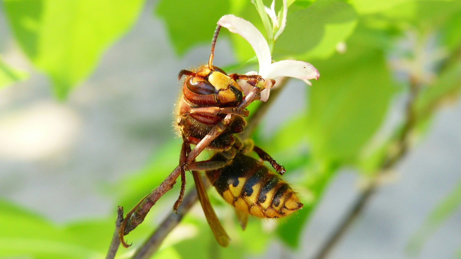 Salt Can Kill Wasps, But There's A Specific Way To Do It