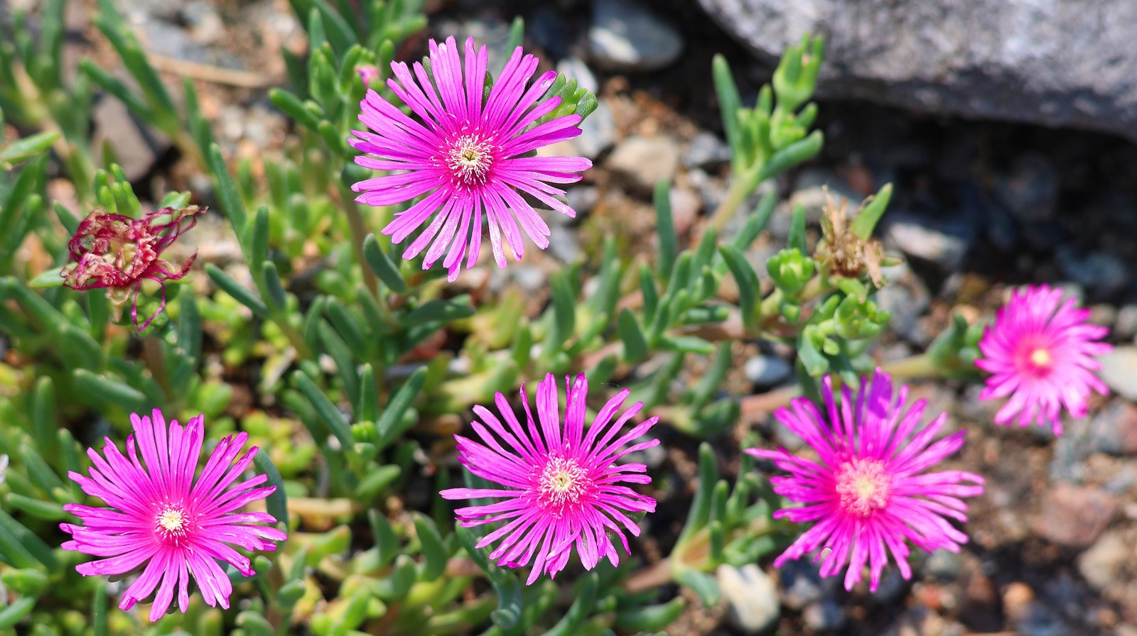 Save Money By Growing Aster From Seed For A Gorgeous Fall Garden On A ...