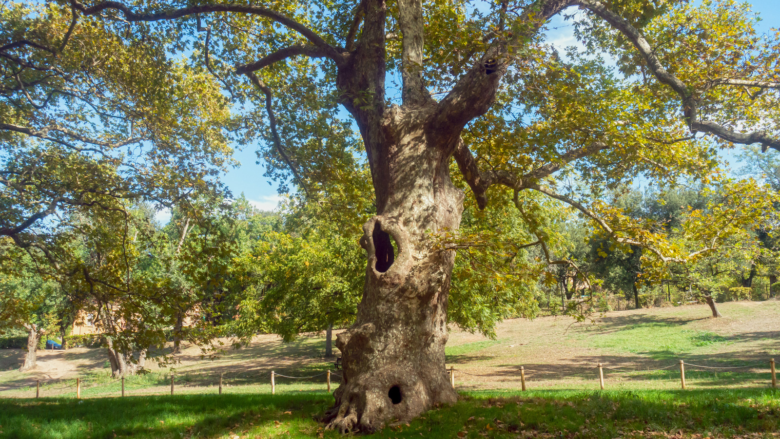 Save Your London Plane Tree By Catching Diseases And Issues Early