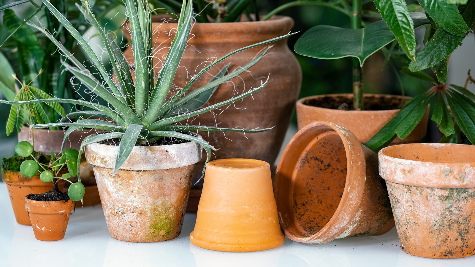 Should You Soak Your Clay Pots Before Using Them?