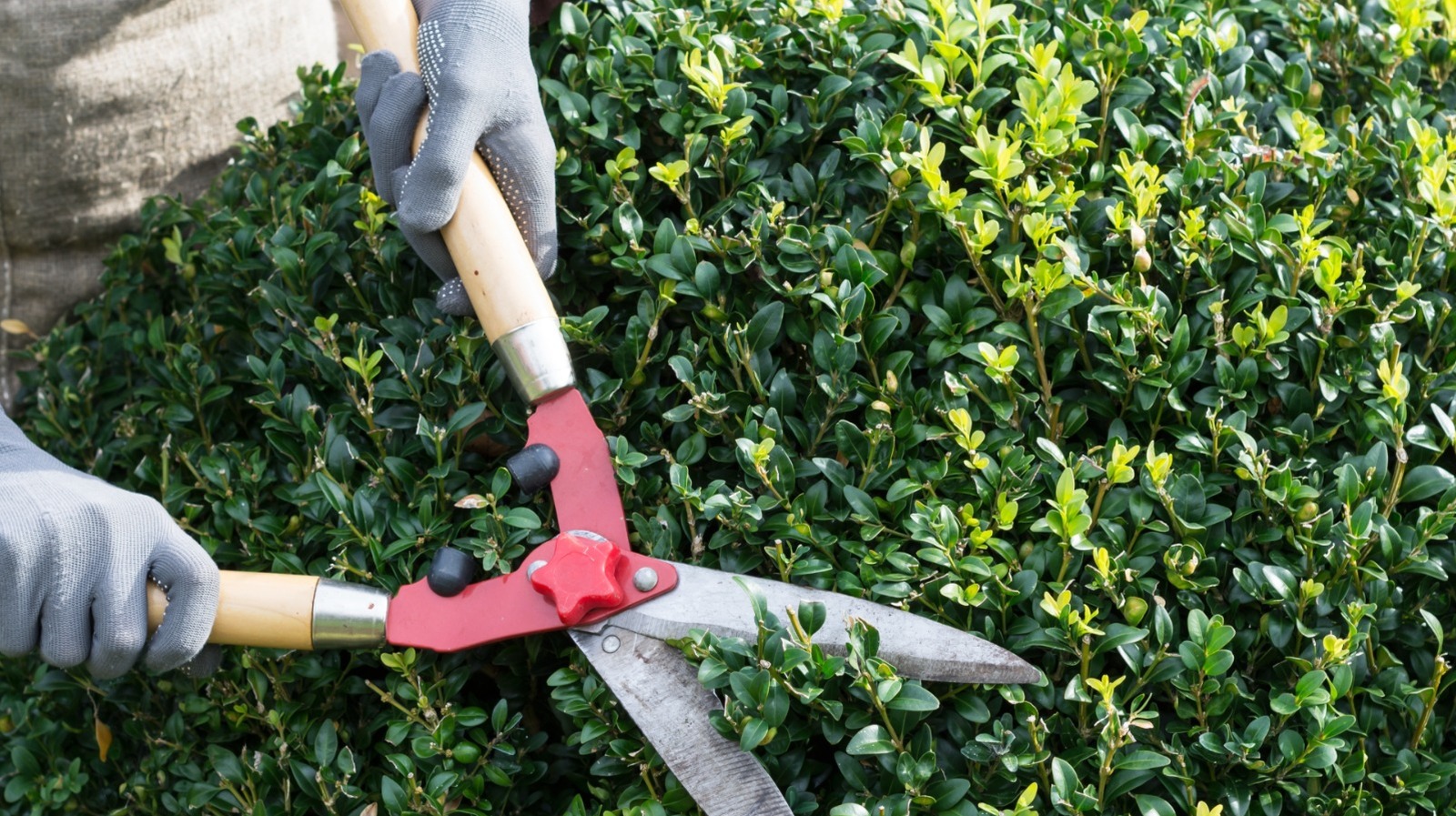 Should You Trim Boxwoods In The Fall Or Wait Until Spring? Here's What ...