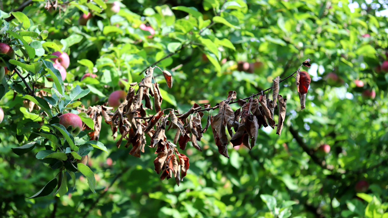 Signs Of Fire Blight On Fruit Trees And How To Get Rid Of It