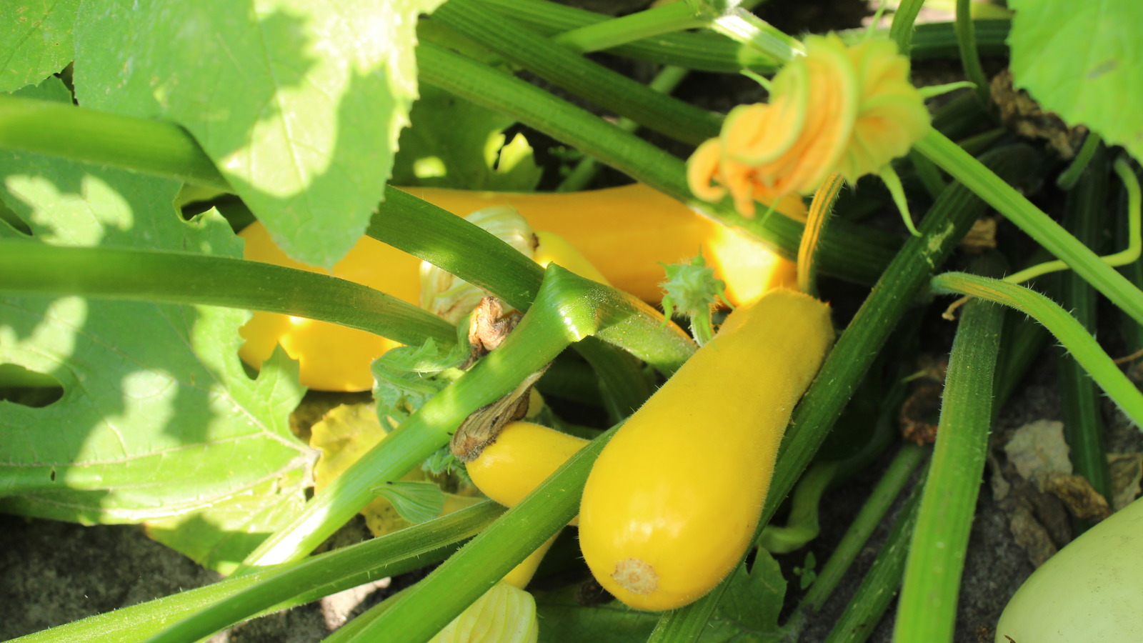 Signs That It's The Perfect Time To Pick Summer Squash For A Delicious Harvest