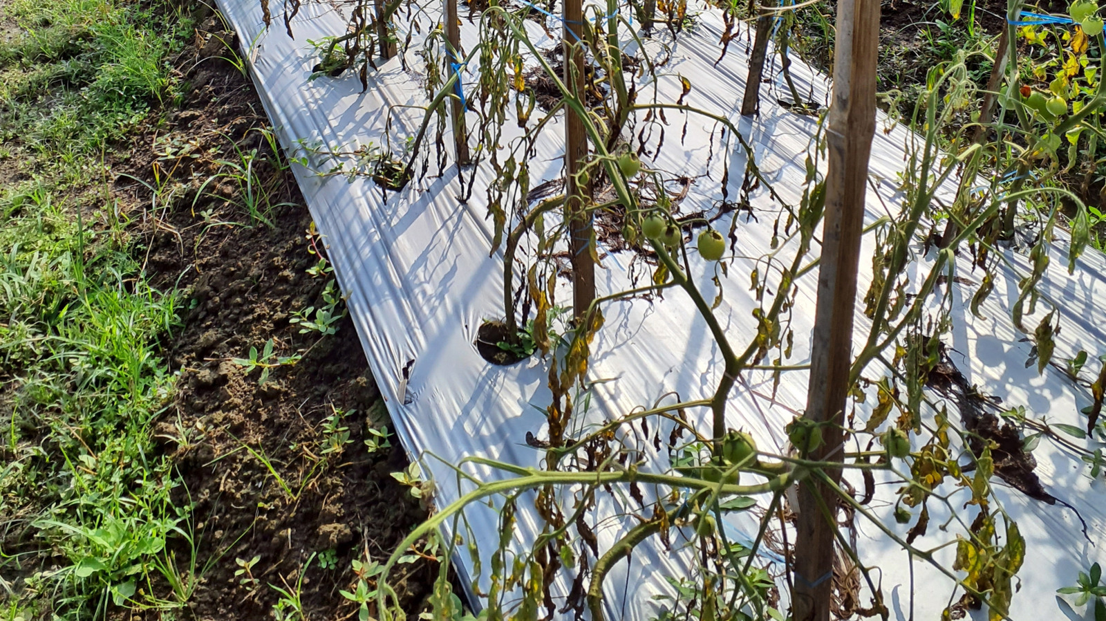 Signs Your Tomato Plant Is Battling A Bacterial Infection (And What To ...
