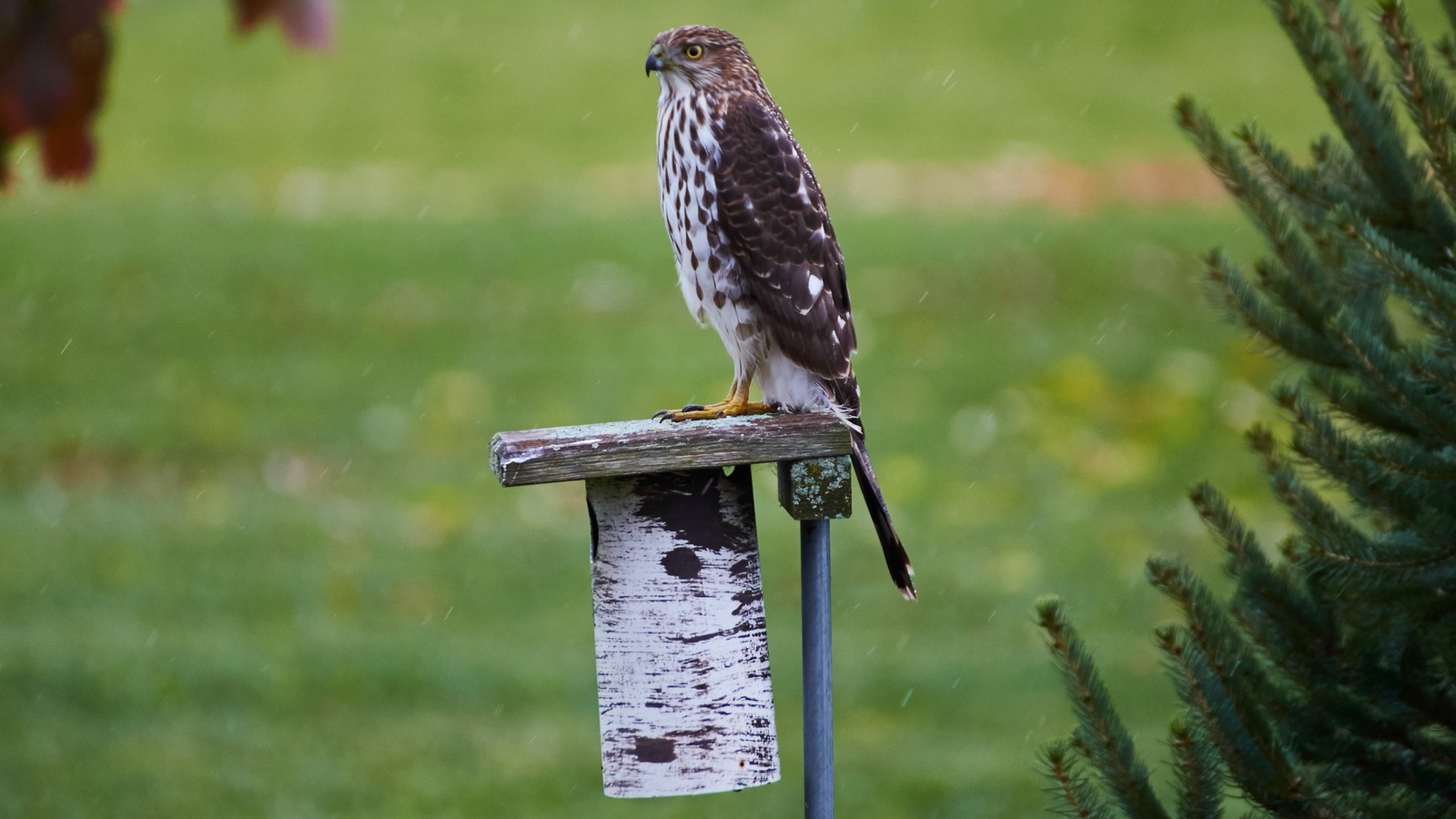 Tips To Keep Hawks Away From Your Bird Feeder