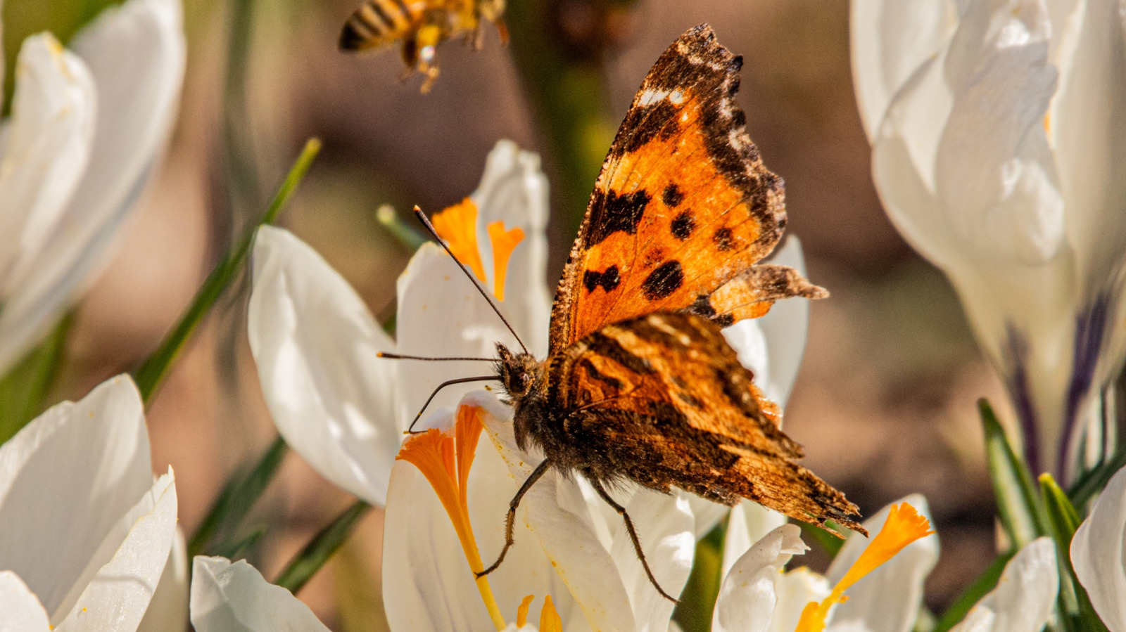 Skip The Flowers: Attract Butterflies With A Kitchen Scrap They'd Be ...