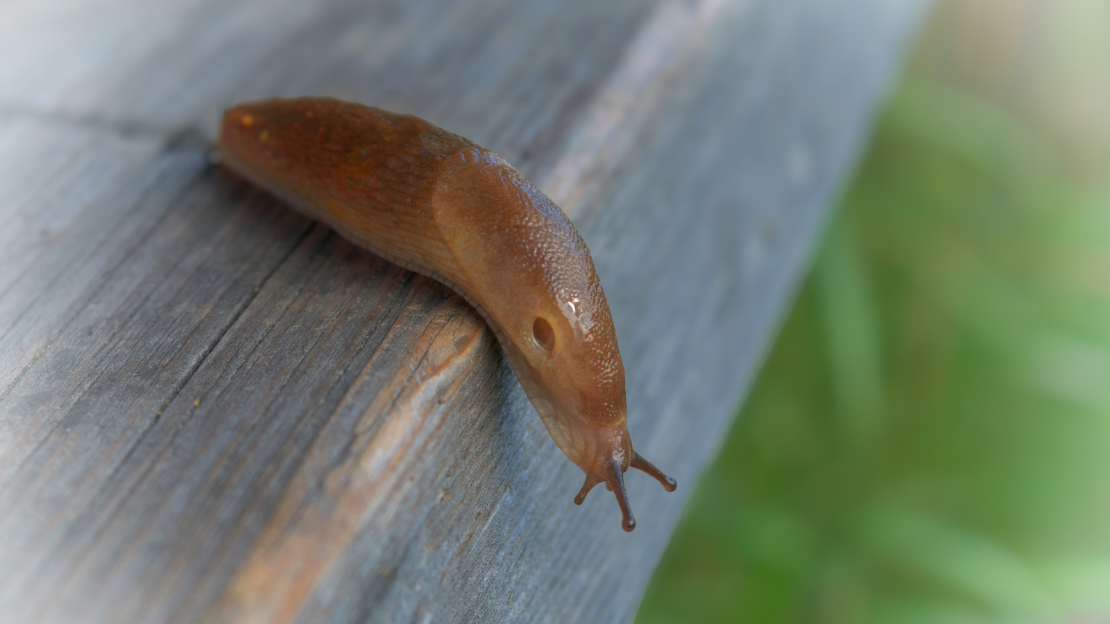 Slugs Are Most Likely To Munch On These Plants In Your Garden