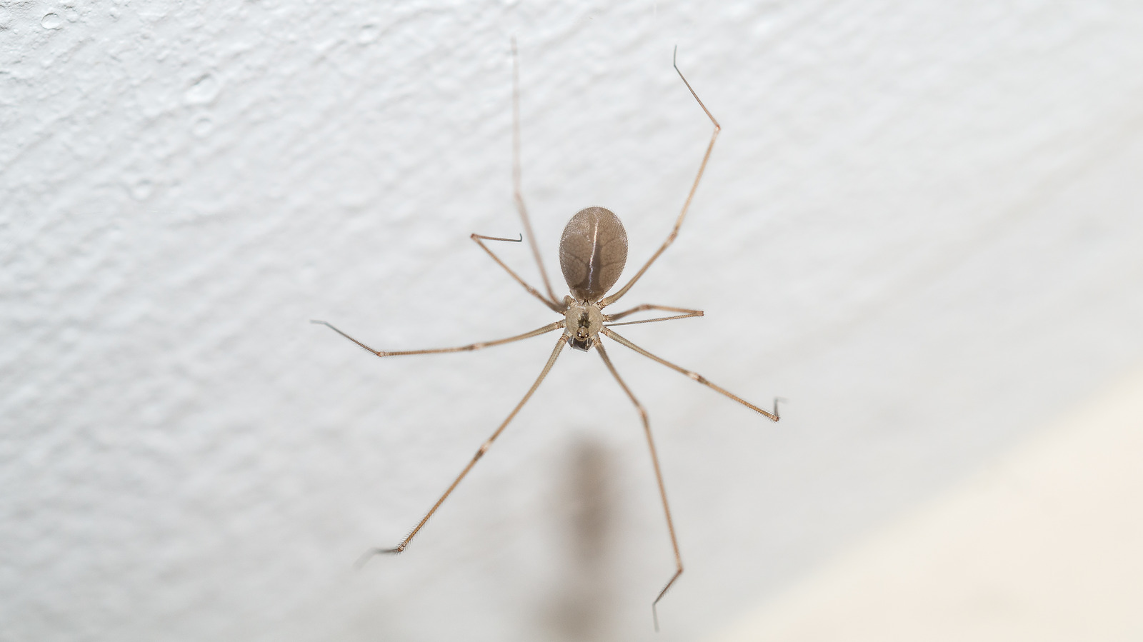 Bed Bugs On Popcorn Ceiling | Shelly Lighting